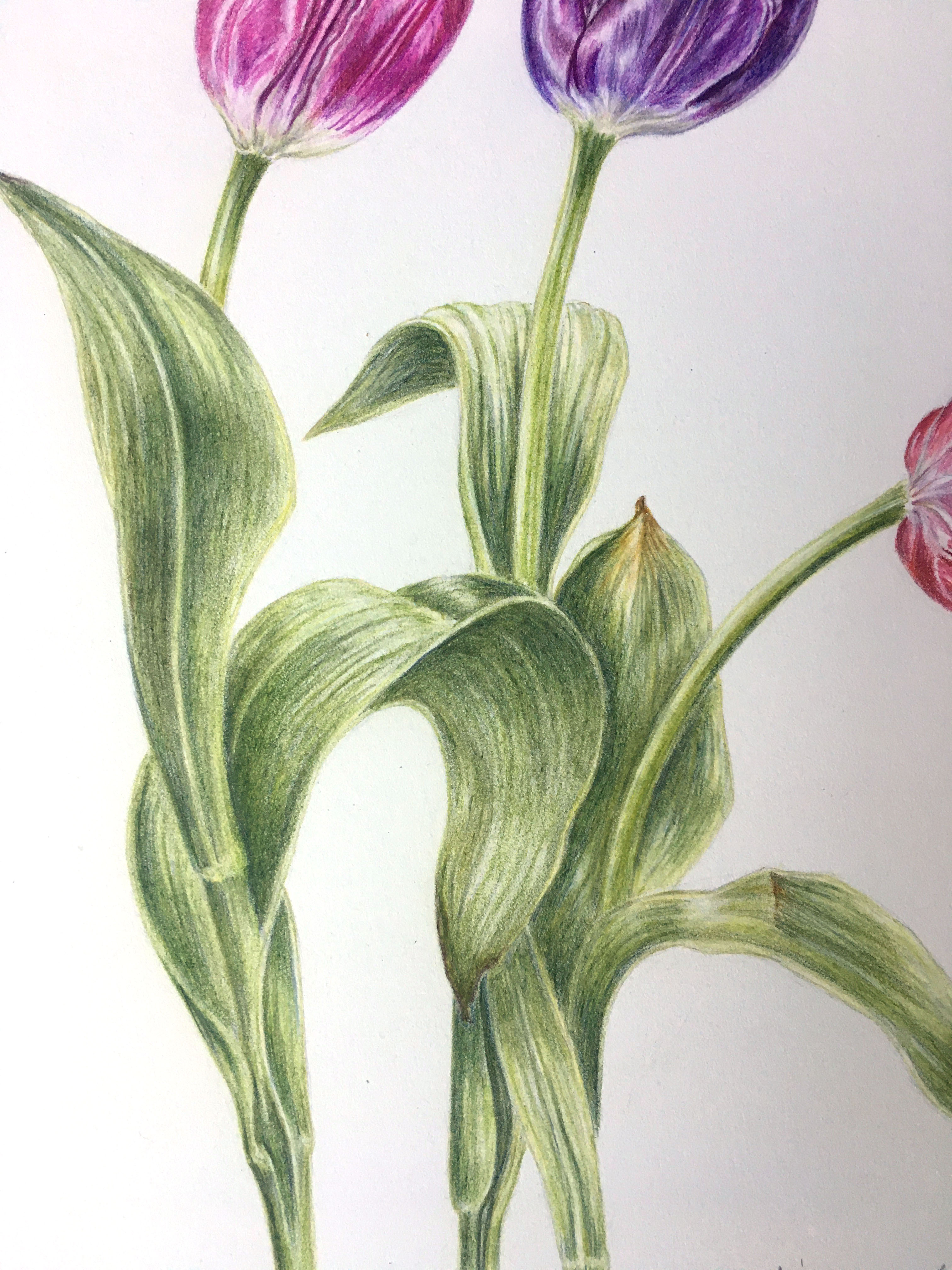 Tulip botanical illustration | On A Small Blue Planet